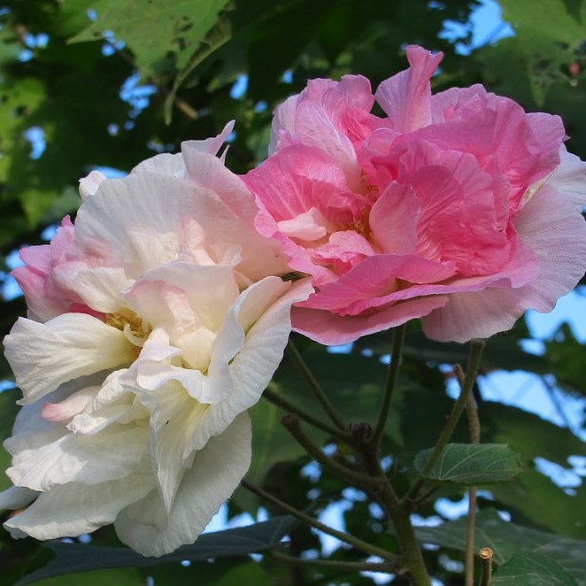 Anak Pokok Hibiscus Mutabilis Bunga Raya Laki Pukul Bini Single ...