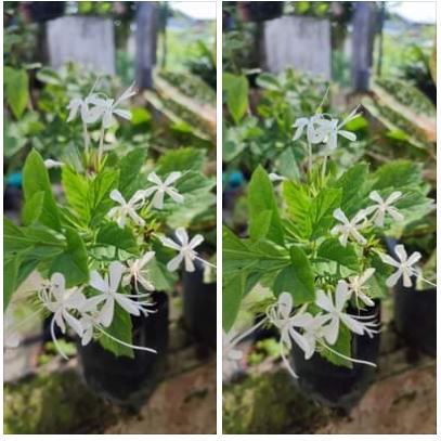 Herba Kembang bugang Clerodendrum calamitosum L | Shopee Malaysia