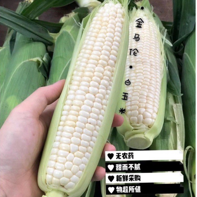 10pcs A Jagung Susu Cameron highlands A / Pearl White Sweet Corn ...