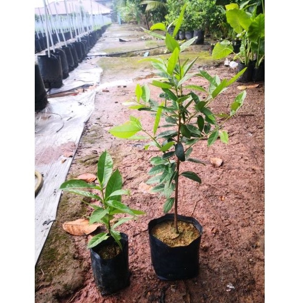 Anak Pokok Daun Salam atau Serai Kayu atau Samak Pokok Besar | Shopee ...