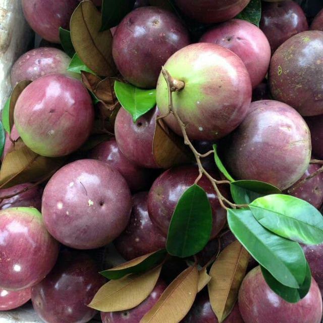 Pokok Apple Susu/Star ( Hybrid) Thailand | Shopee Malaysia