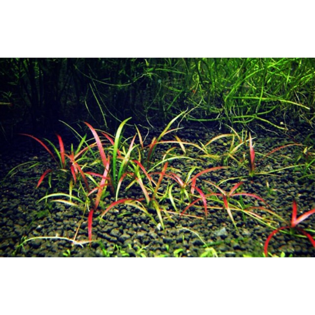 Echinodorus tenellus Aquaplant Carpet Grass | Shopee Malaysia