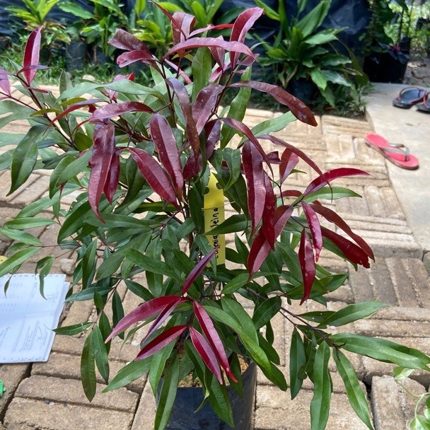 Anak Pokok Pucuk Merah Kelat Paya Eugenia Oleina Pokok Stabil | Shopee ...