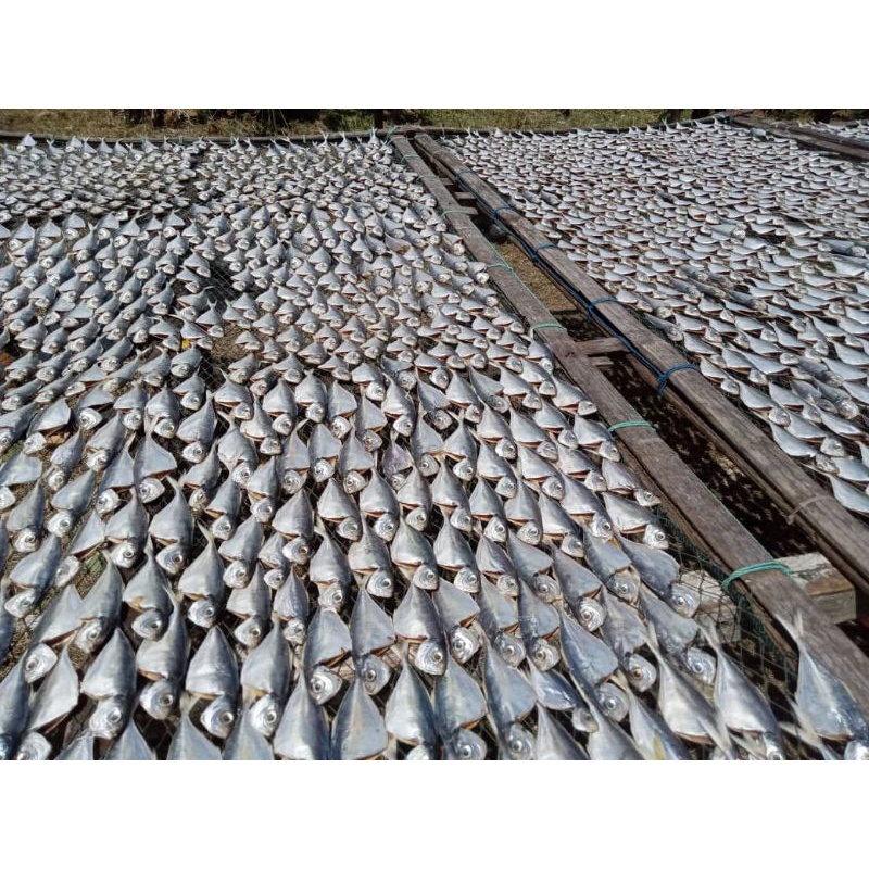 Ikan Kering 500g (Ikan Pelata) | Shopee Malaysia