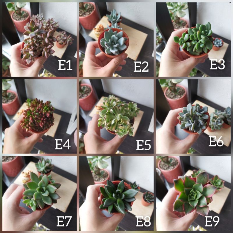 MCP Succulents: Mini Special Types Assorted Succulents (55mm) 多肉植物 ...