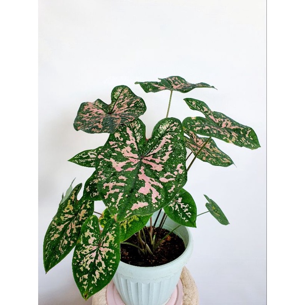 Keladi Florida Elise CALADIUM | Shopee Malaysia