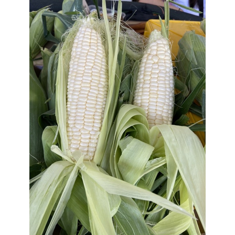 Jagung susu cameron highlands JAGUNG MANIS ( ready stock) 金马伦正宗 白玉米 ...
