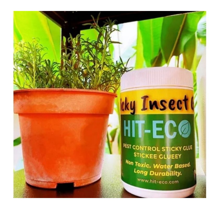 Hit Eco Sticky Insect Glue (500ml) | Shopee Malaysia