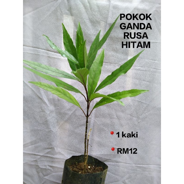 Anak Pokok Ganda Rusa Hitam | Shopee Malaysia