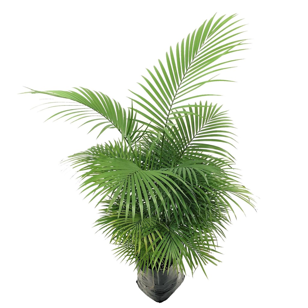 REAL LIVE PLANT JAVA PALM WITH POLYBAG GARDENING INDOOR PLANT POKOK ...