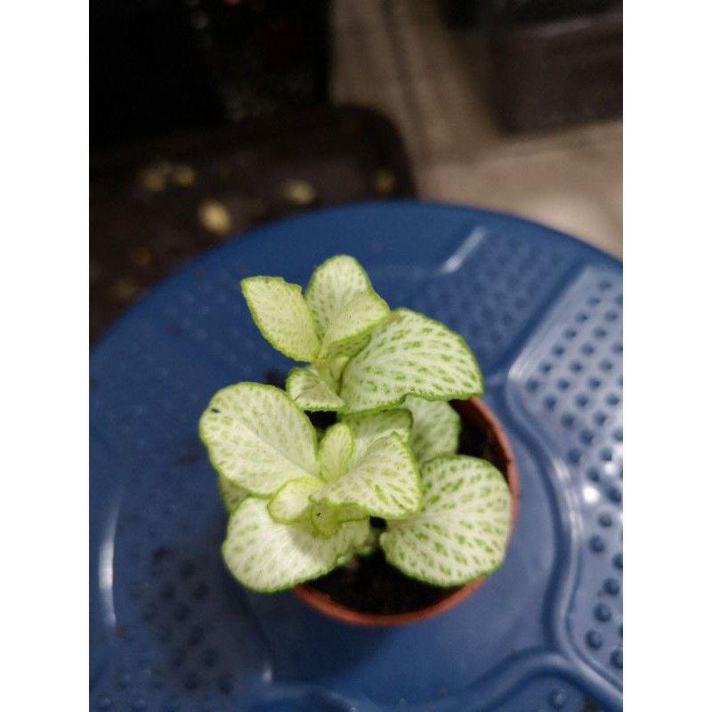 Fittonia Cute Mini (Random) Indoor Plant with Pot | Shopee Malaysia