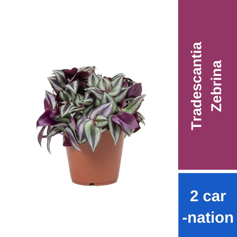 Tradescantia Zebrina/ Wandering Jew / Pokok Telinga Kera [2 carnation ...