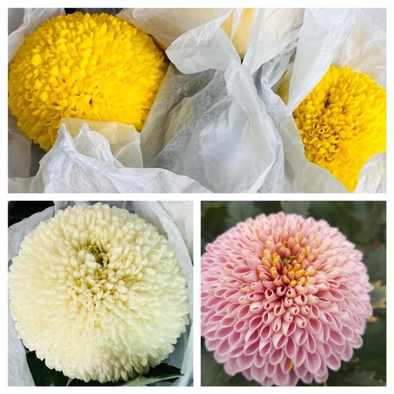 🌸READYSTOCK🌸(12 STALKS) FRESH PING PONG FLOWER 乒乓菊花 CHRYSANTHEMUMS FROM ...