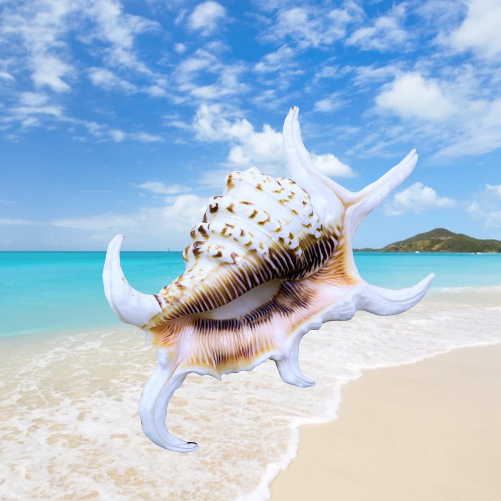 [Ready Stock] 1PCS 10.5CM Rugosa Spider Conch Natural Rare Real Sea ...