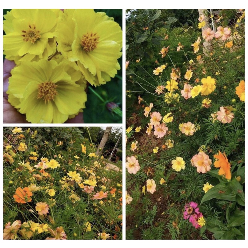 Mix Colour Ulam Raja Cosmos Warna Campur Biji Benih ( 20 biji benin ... Mix Colour Ulam Raja Cosmos Warna Campur Biji Benih ( 20 biji benin ...
