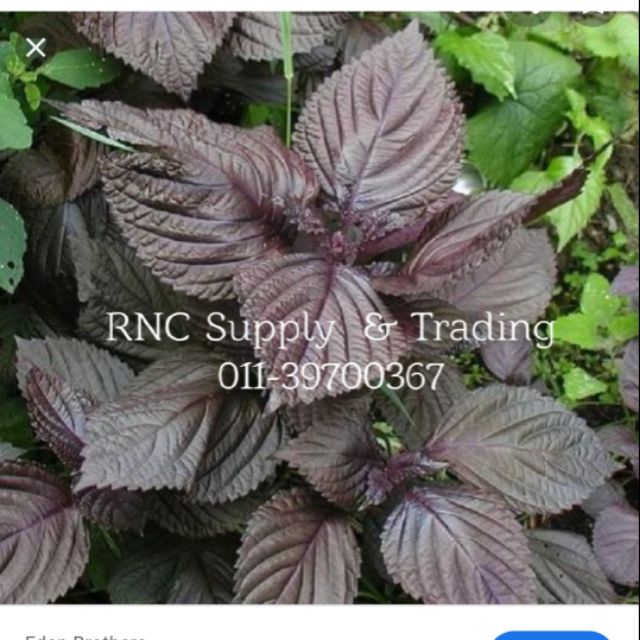 🔥POKOK HERBA🔥 JAPANESE AKA SHISO PERILLA RED LEAF BEEFSTEAK PLANT DALAM ...