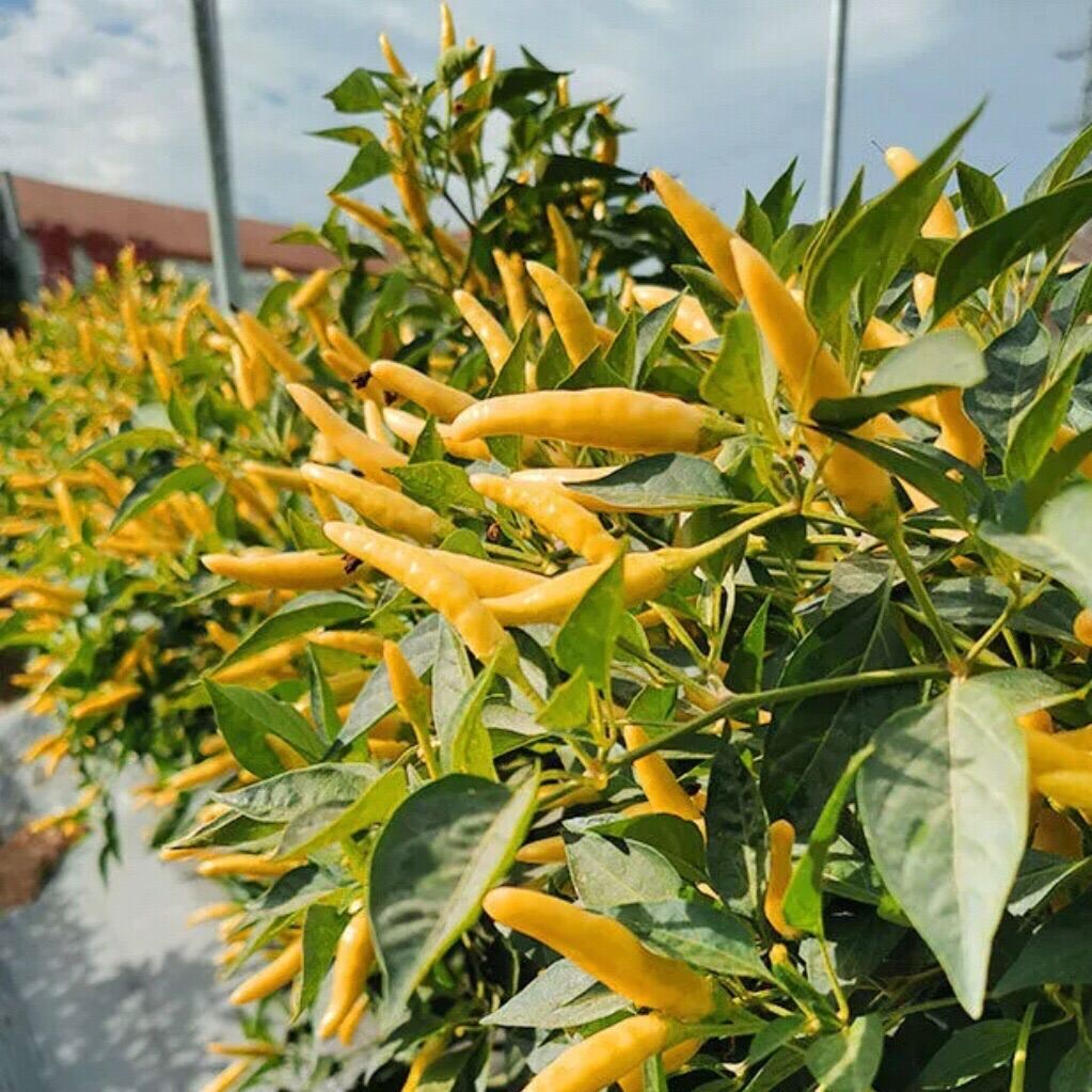 Benih Cili Api Kuning 20pcs/朝天黄小辣椒籽 | Shopee Malaysia