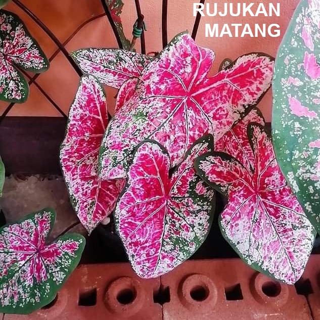 UBI KELADI THAI GAI RA CHA WADEE CALADIUM BULB THAILAND | Shopee Malaysia