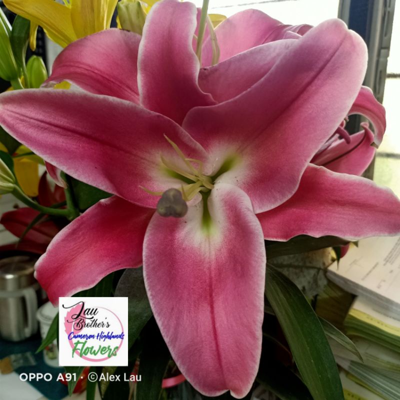 LB Oriental Fragrance Lily - Pink. Cameron Highlands fresh cut flowers ...