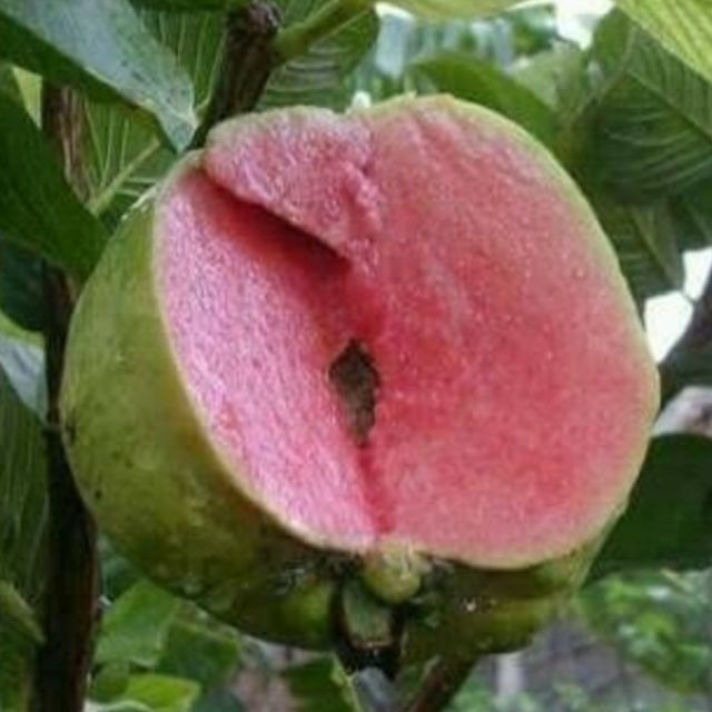 🤪CRAZY SALES 🤪👉Pokok Taiwan Pink Seedless guava/ Pokok Jambu Batu Lohan ...