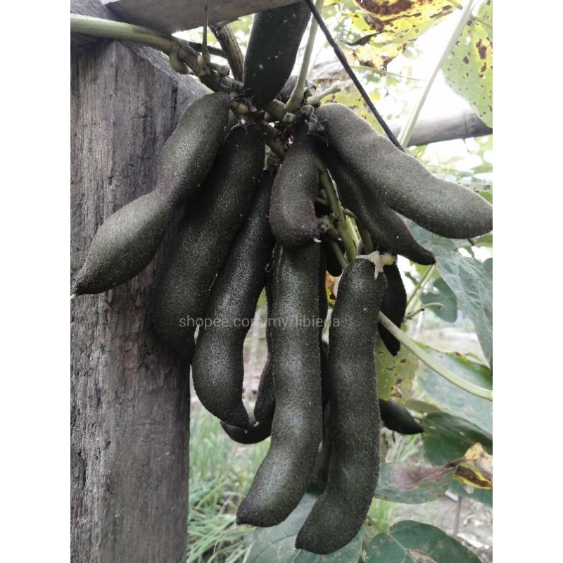 RARE! Biji Benih Kacang Itik BIJI HITAM (Seeds) | Shopee Malaysia