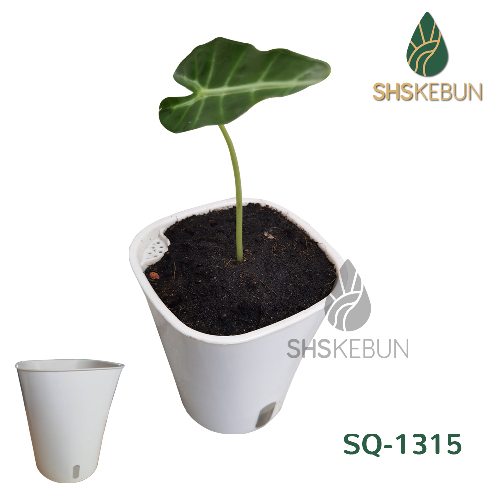2-Layer Self Watering Medium Square Pot Pasu Bersumbu Hydroponic Pot ...