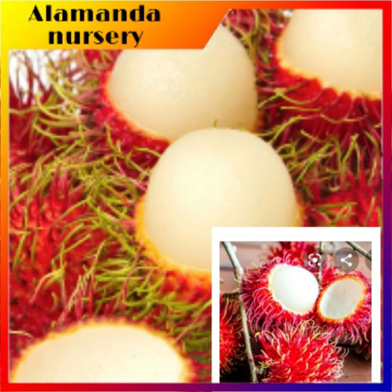 Rambutan anak sekolah | Shopee Malaysia