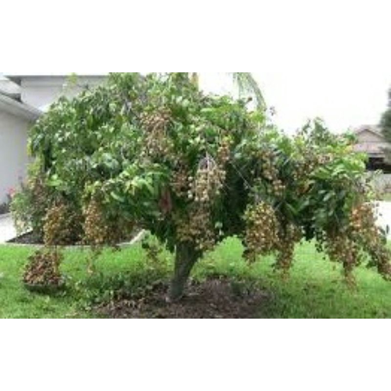 Pokok Longan Berlian Hybrid | Shopee Malaysia