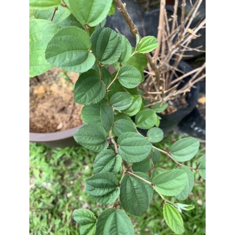 Pokok Bidara Rpal / Kawin cepat berbuah / untuk rawatan ubatan dalam ...