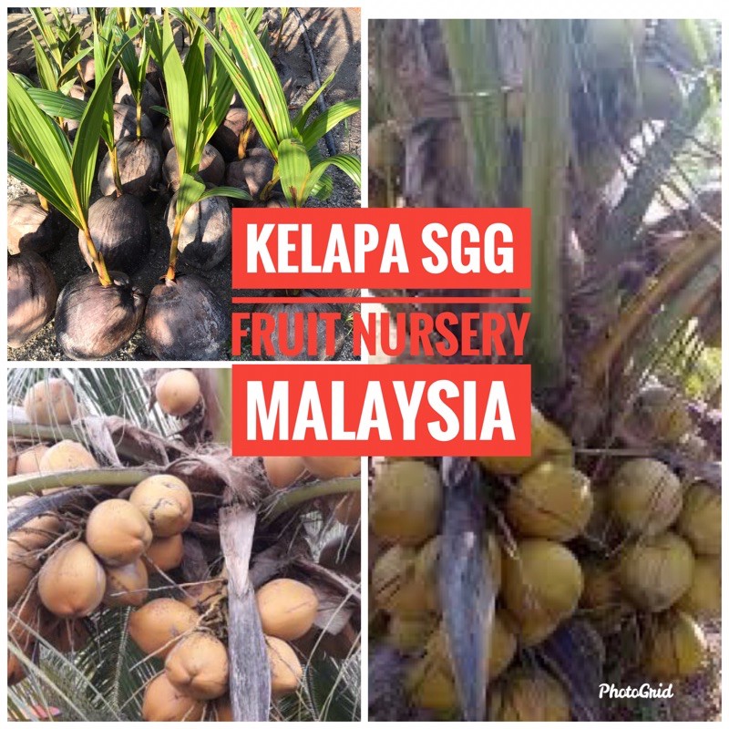 Anak pokok kelapa SGG -Fruit Nursery Malaysia | Shopee Malaysia