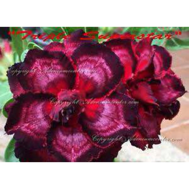 Adenium Triple Superstar seeds | Shopee Malaysia