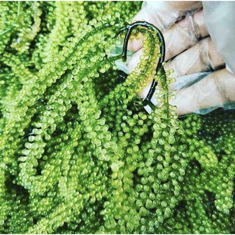 LATOK PREMIUM THAI FRESH 250GRAM-1.0KG/PACK | Shopee Malaysia