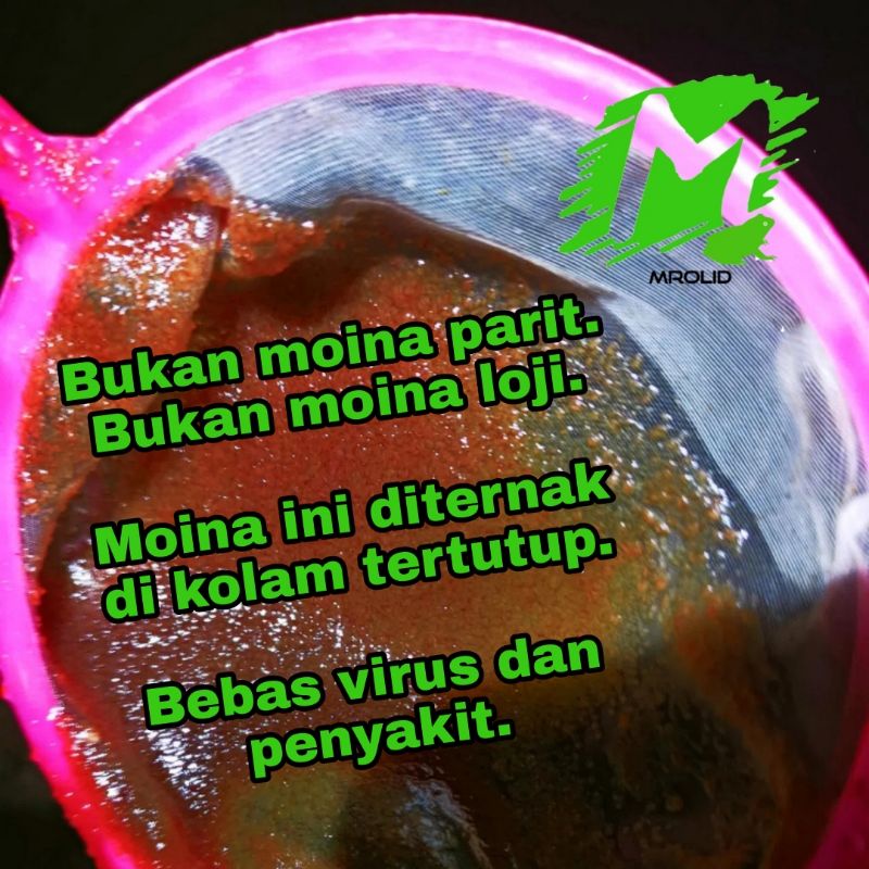 Kutu Air Hidup /Moina Thai (Live Fish food) | Shopee Malaysia