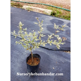 Bucida Variegated (Pokok Doa) | Shopee Malaysia