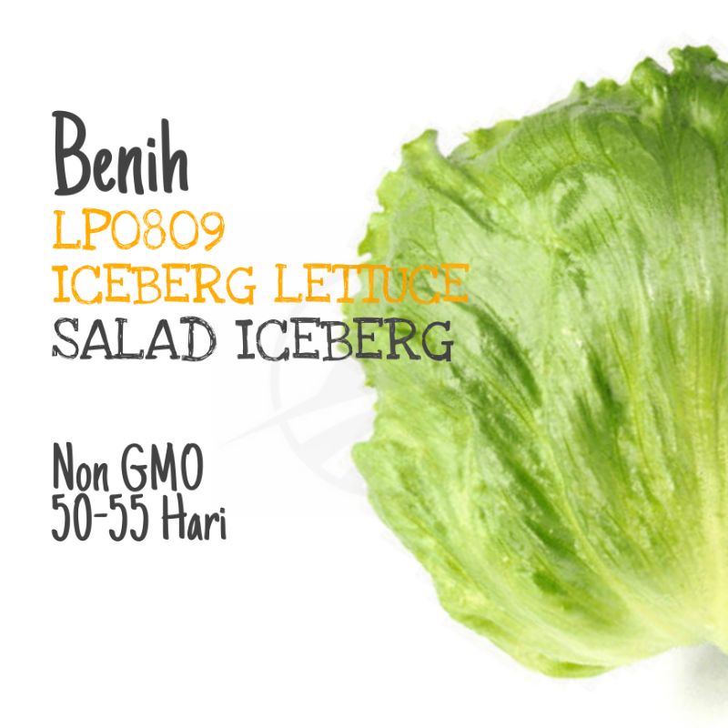 BENIH Salad Iceberg | Iceberg Lettuce Seeds SL53 玻璃生菜籽 种子 | Shopee Malaysia
