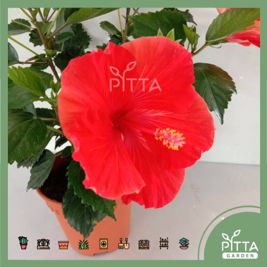 Hibiscus Plant Bunga Raya with plastic pot - Live Plant(PTP0651 ...