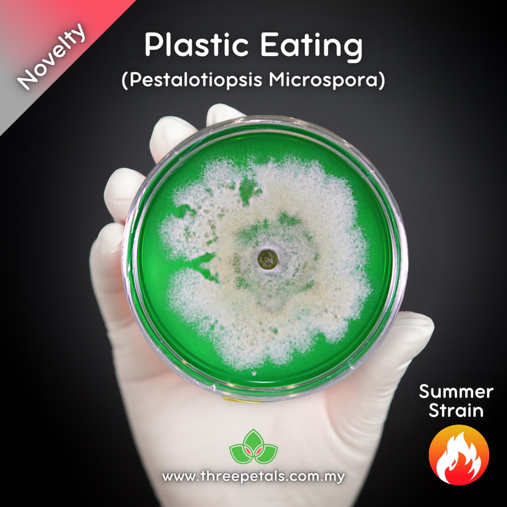 Plastic Eating (Pestalotiopsis Microspora) Live Mycelium Mushroom ...