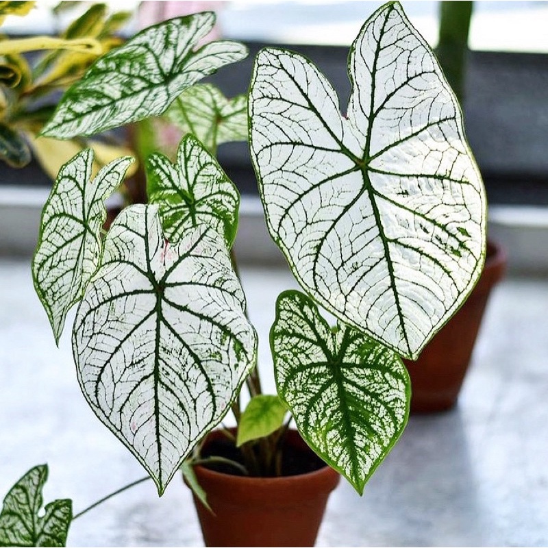 Caladium White Christmas / KELADI HIJAU PUTIH KAMPUNG/white christmas ...