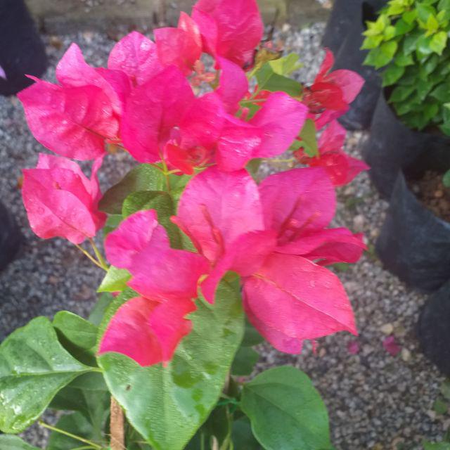 Pokok bunga kertas hidup dalam beg 8x8 inch. citra, black maria ...