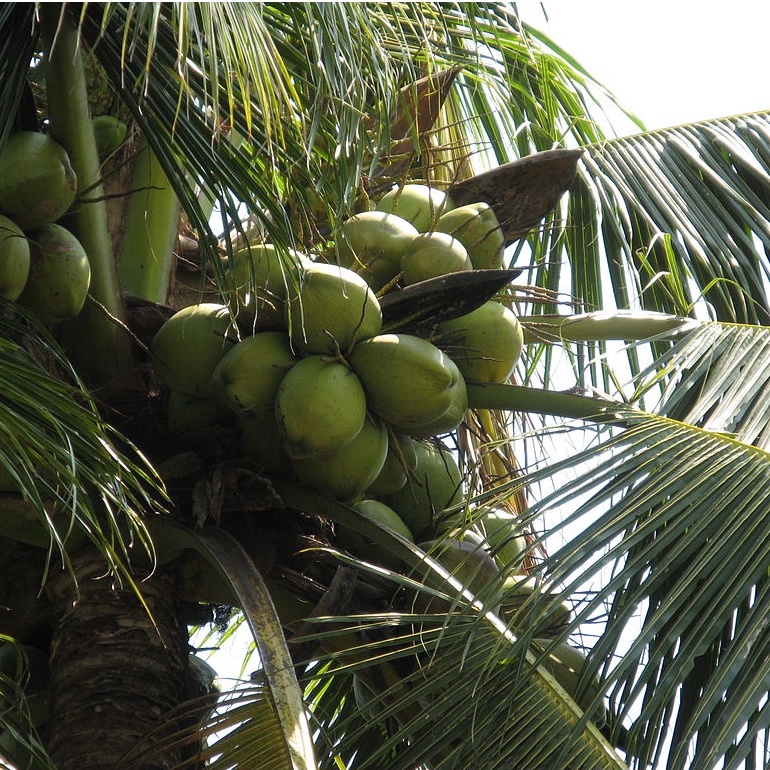 🥥Grade A Fresh MATAG / PANDAN Coconut🌴 kelapa MATAG/PANDAN | Shopee ...