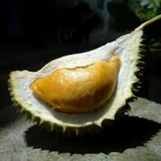 Durian Super10/Klon Baru 3-4kaki | Shopee Malaysia
