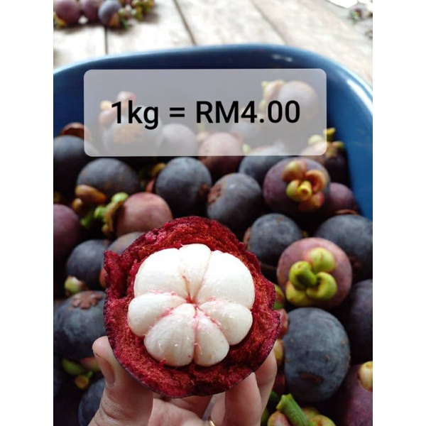 Buah Manggis Segar /Buah Setor Kelantan (Ready Stock+ Pos Today ...