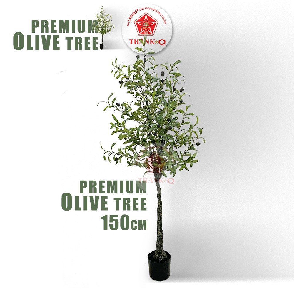 Home Decor Pokok Viral - Premium Olive Tree & Eucalyptus Tree (READY ...