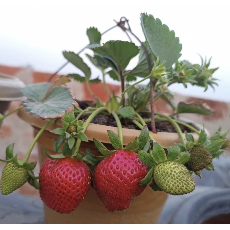 Pokok Strawberry Manis ( Genetik/ Baka tahan lasak dan manis ) pokok ...