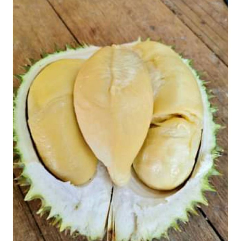ANAK DURIAN D24 SULTAN KING - KAHWIN | Shopee Malaysia
