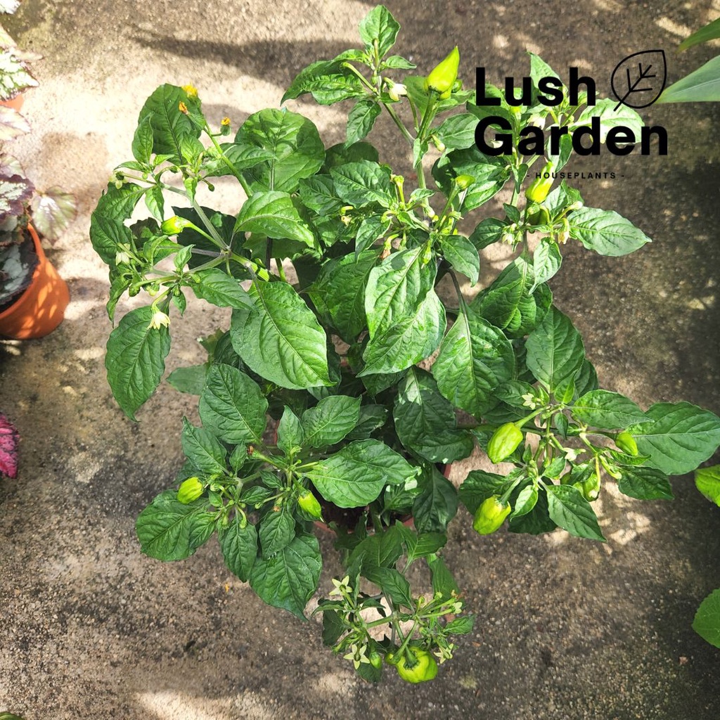 [Ada Buah] Ghost Pepper Chili / Pokok Cili Hantu Pedas 魔鬼辣椒树 150mm Pot ...