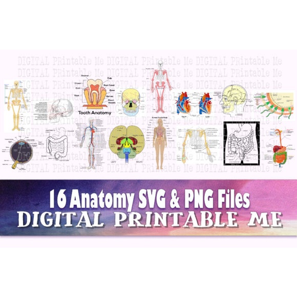 Anatomy 16 Images, Clip Art Pack | Shopee Malaysia