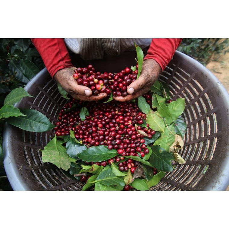 500g ETHIOPIA G1 Yirgacheffe KOCHERE Washed / 100% Arabica Medium Roasted Ground Coffee Bean ...