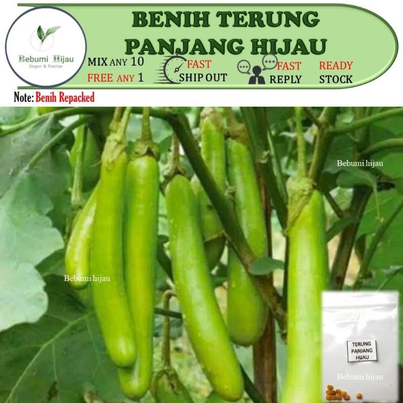 Pelbagai benih TERUNG BRINJAL Panjang Bulat Kedut Asam Ungu Hijau Putih ...