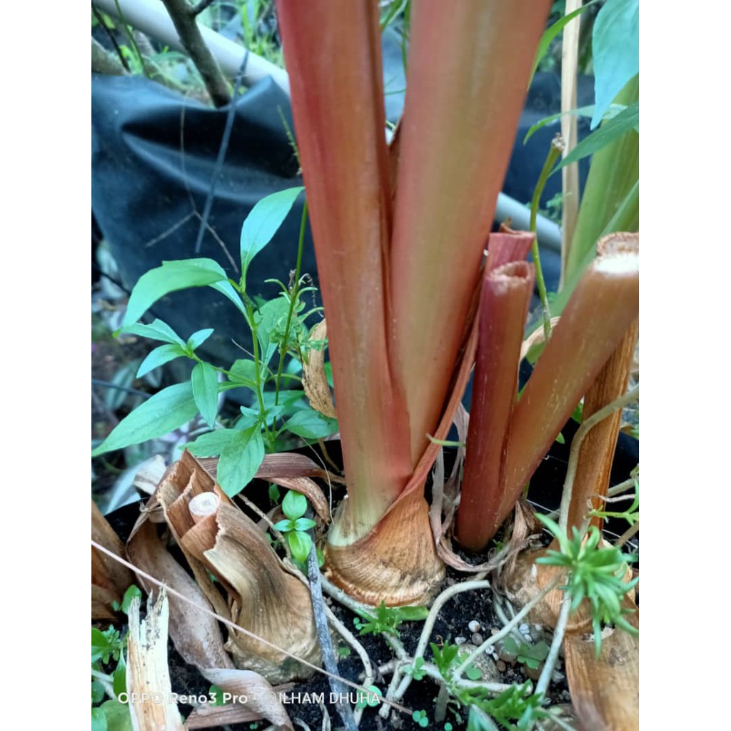 TEMU MERAH / TEMU / POKOK TEMU / BENIH TEMU MERAH / BENIH TEMU | Shopee ...